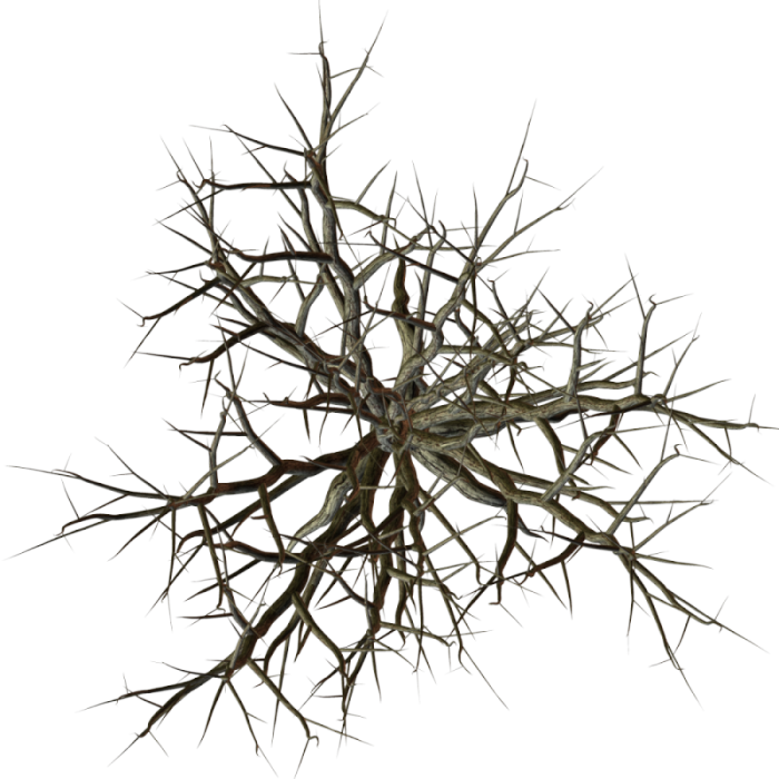 Congratulations! The PNG Image Has Been Downloaded (Dead Tree Top View ...