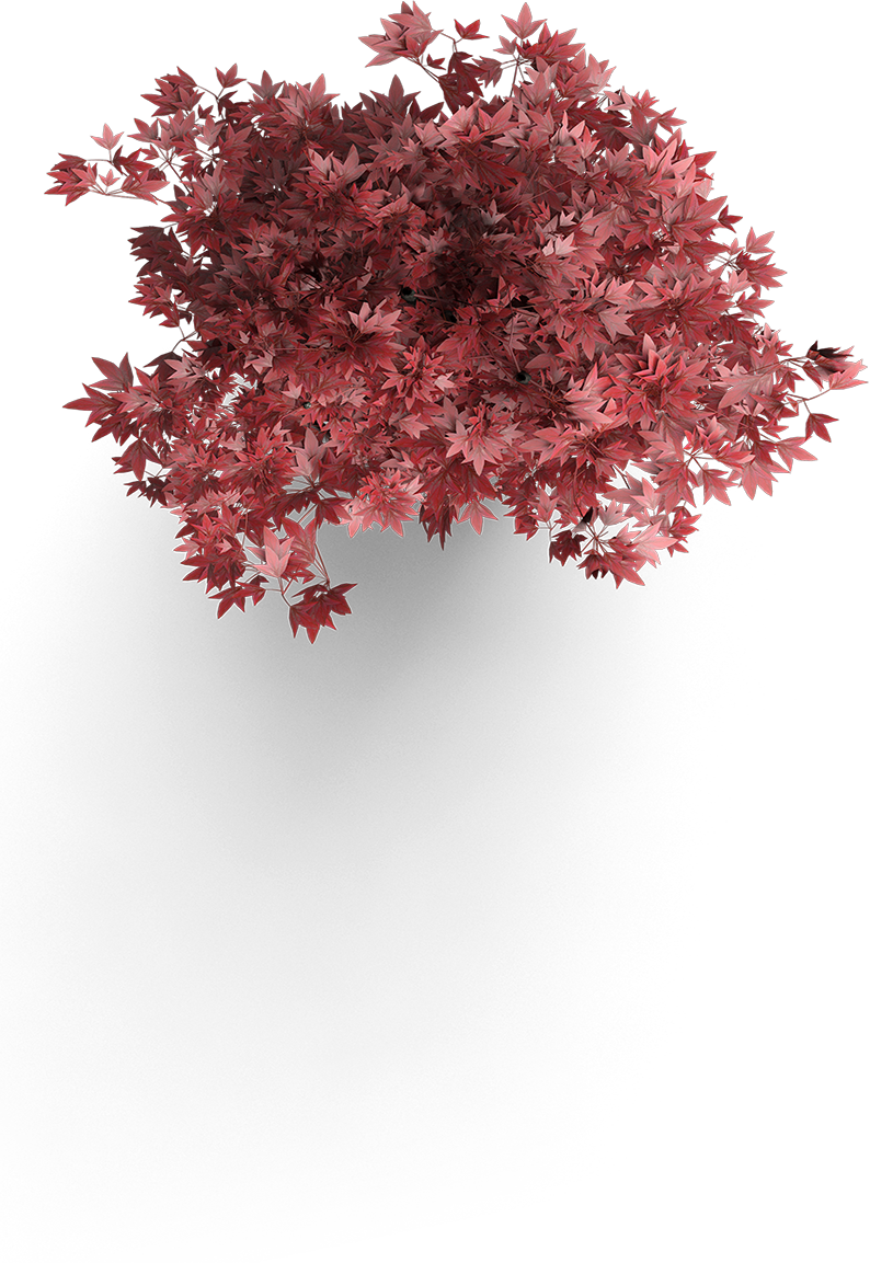 Congratulations! The PNG Image Has Been Downloaded (Maple Leaf ...