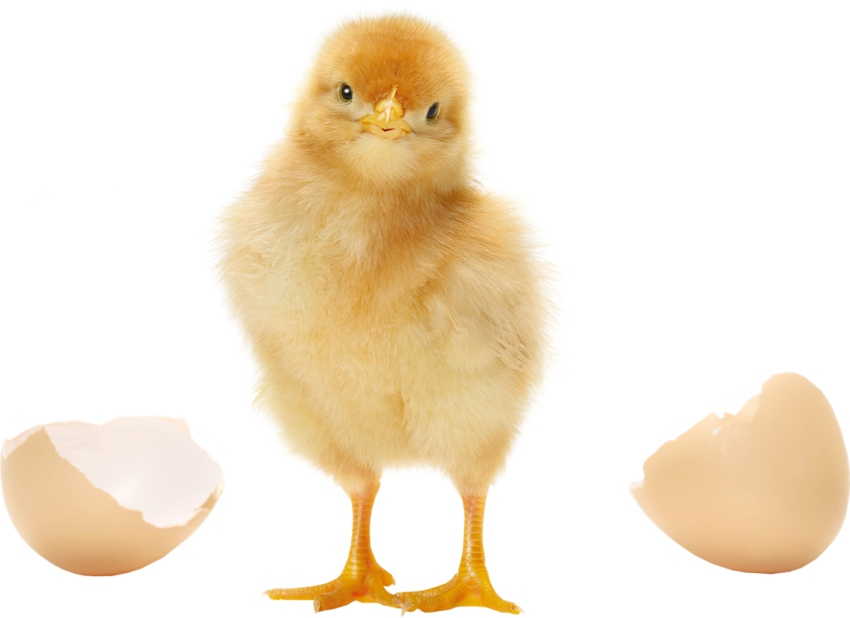 Congratulations! The PNG Image Has Been Downloaded (Transparent Baby ...