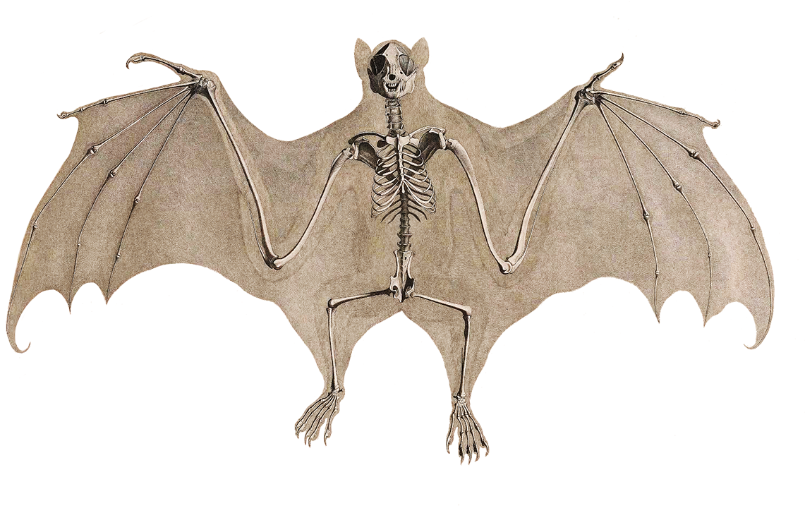 Congratulations! The PNG Image Has Been Downloaded (Bat Skeleton ...