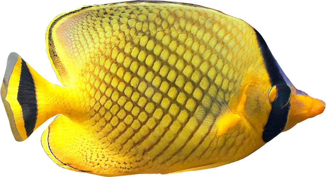 Congratulations! The PNG Image Has Been Downloaded (Fish Png Pic ...