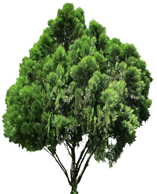 Congratulations! The PNG Image Has Been Downloaded (Jack Tree Png High ...