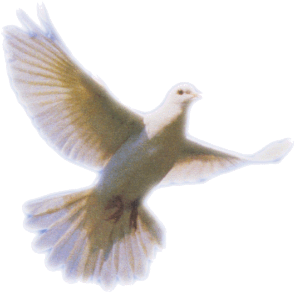 Congratulations! The PNG Image Has Been Downloaded (Dove Png Clip Art ...