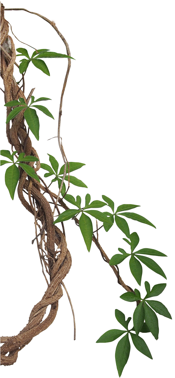 Congratulations! The PNG Image Has Been Downloaded (Tropical ...