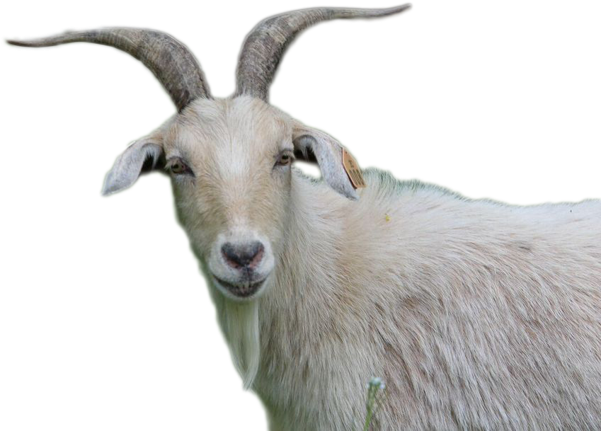 Congratulations! The PNG Image Has Been Downloaded (Goat Png Image ...