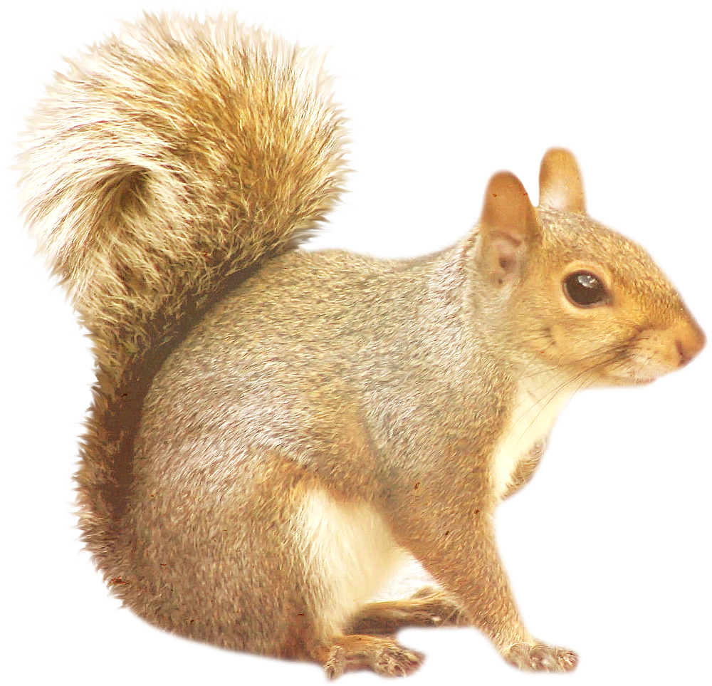 Congratulations! The PNG Image Has Been Downloaded (Squirrel Png ...