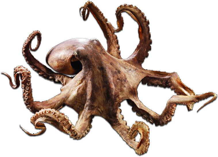 Congratulations! The PNG Image Has Been Downloaded (Octopus Png No ...