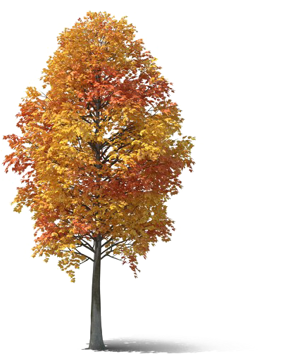Congratulations! The PNG Image Has Been Downloaded (Fall Tree Png Photo ...