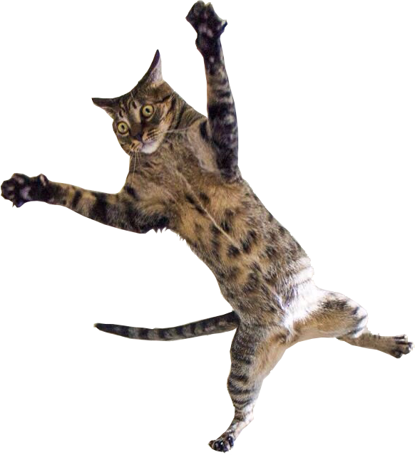 Congratulations! The PNG Image Has Been Downloaded (Kitten Jumping Png ...