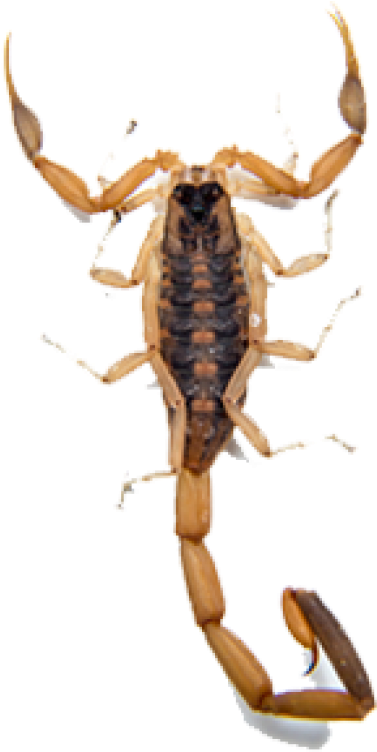 Congratulations! The PNG Image Has Been Downloaded (Scorpion Png Free ...