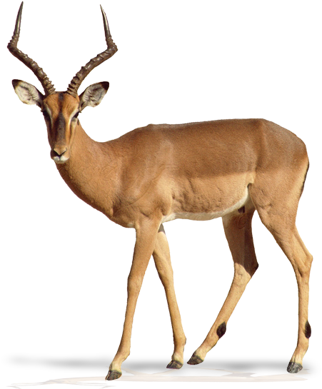 Congratulations! The PNG Image Has Been Downloaded (Impala Animal White ...