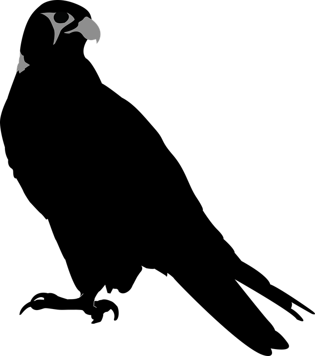 Congratulations! The PNG Image Has Been Downloaded (Falcon, Bird, Hawk ...