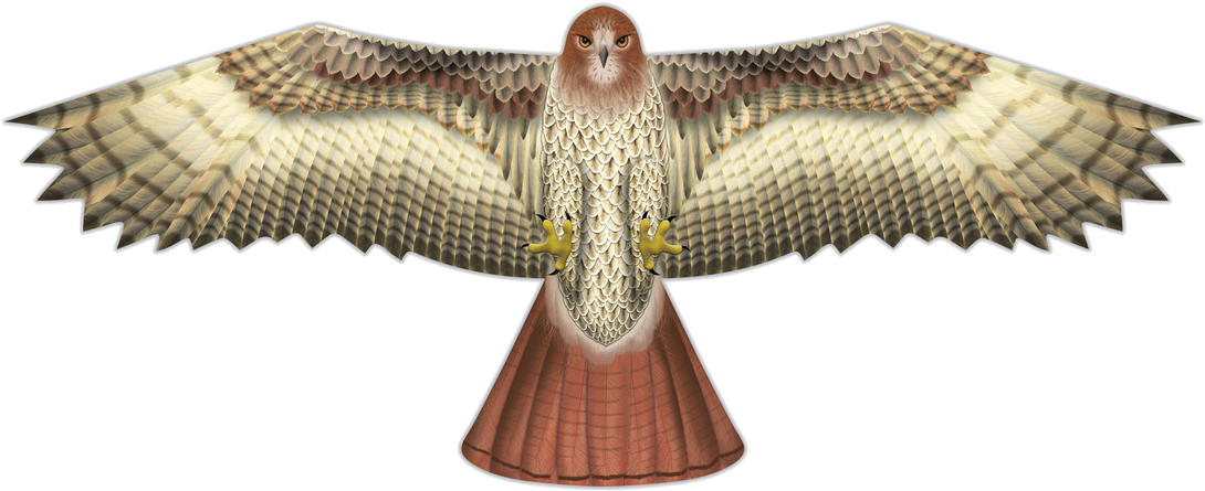 Congratulations! The PNG Image Has Been Downloaded (Image Of Hawk ...