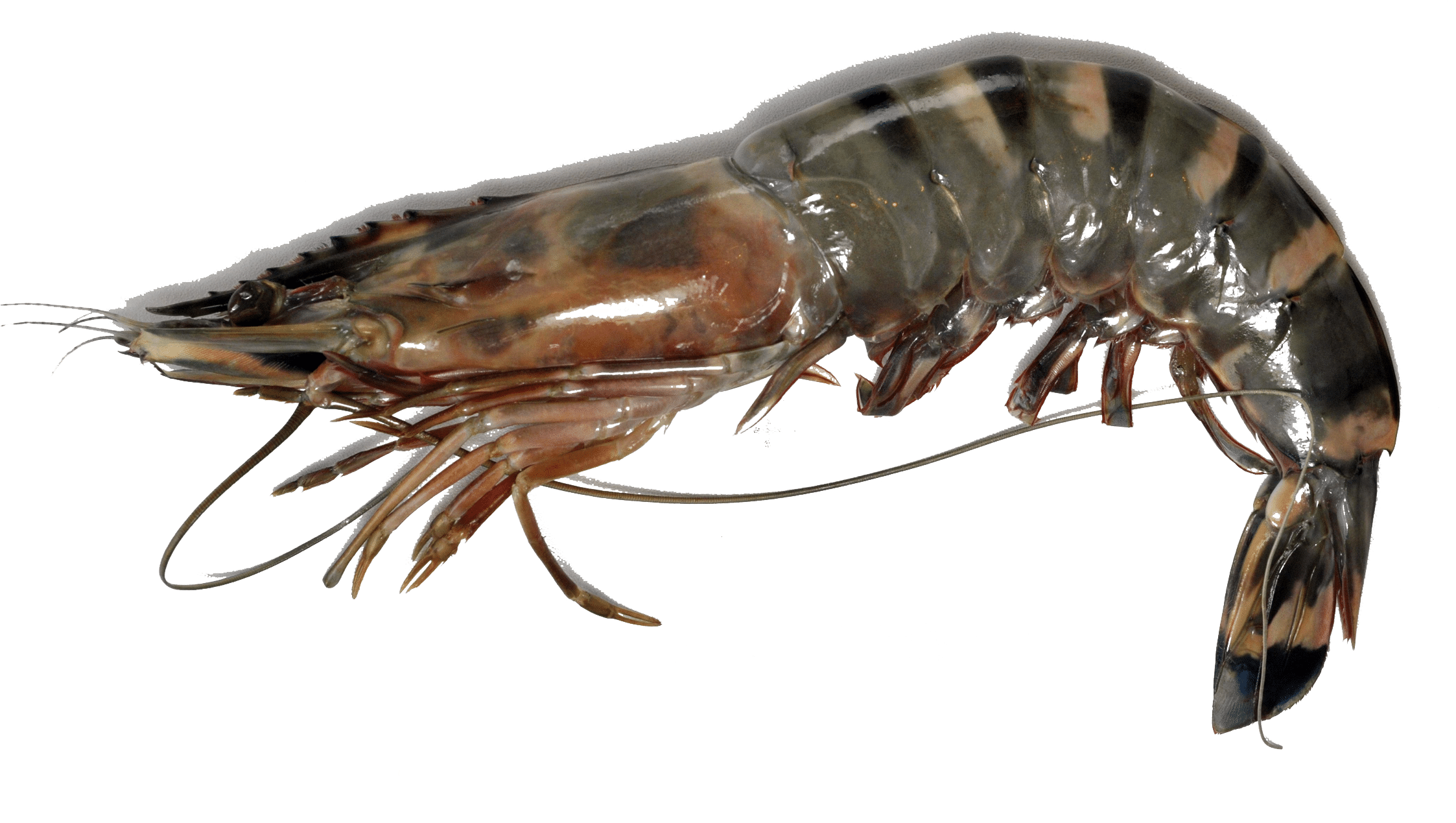 Congratulations! The PNG Image Has Been Downloaded (Giant Tiger Prawn ...