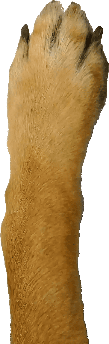 Congratulations! The PNG Image Has Been Downloaded (Dog Paw Google ...