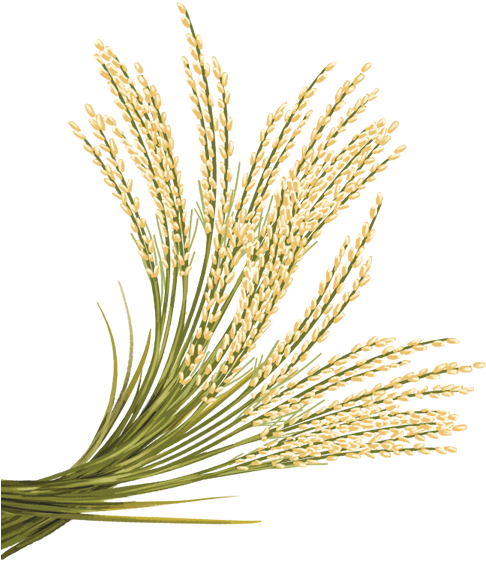 Congratulations! The PNG Image Has Been Downloaded (Rice Png Photo ...