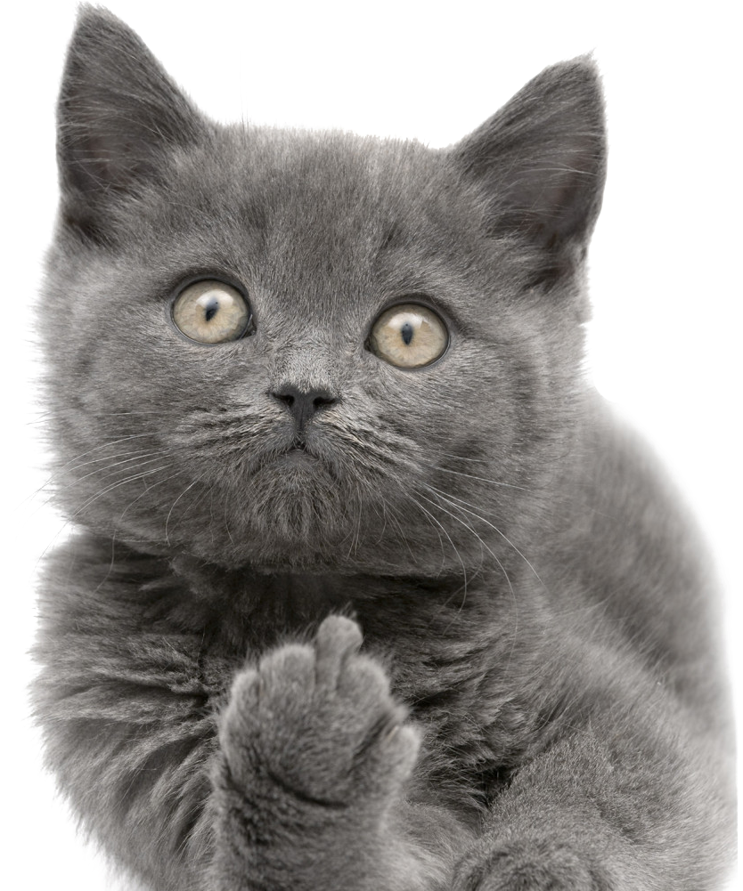 Congratulations! The PNG Image Has Been Downloaded (Cats Png Free ...