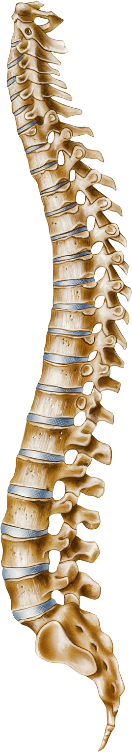 Congratulations! The PNG Image Has Been Downloaded (Spine Transparent ...