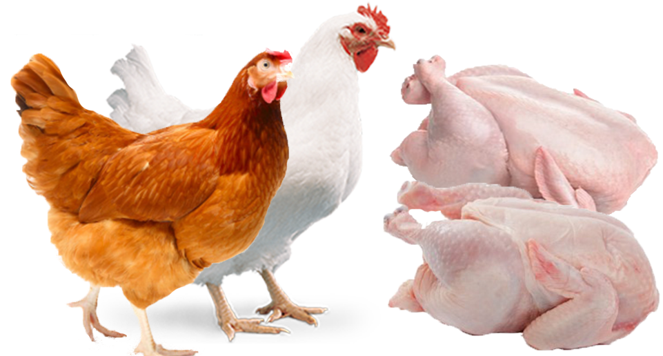 Congratulations! The PNG Image Has Been Downloaded (Poultry Transparent ...