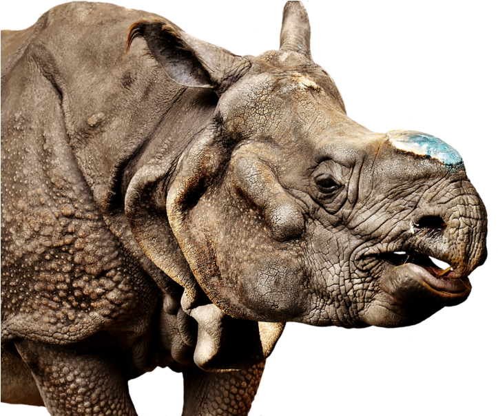 Congratulations! The PNG Image Has Been Downloaded (Rhino Transparent ...