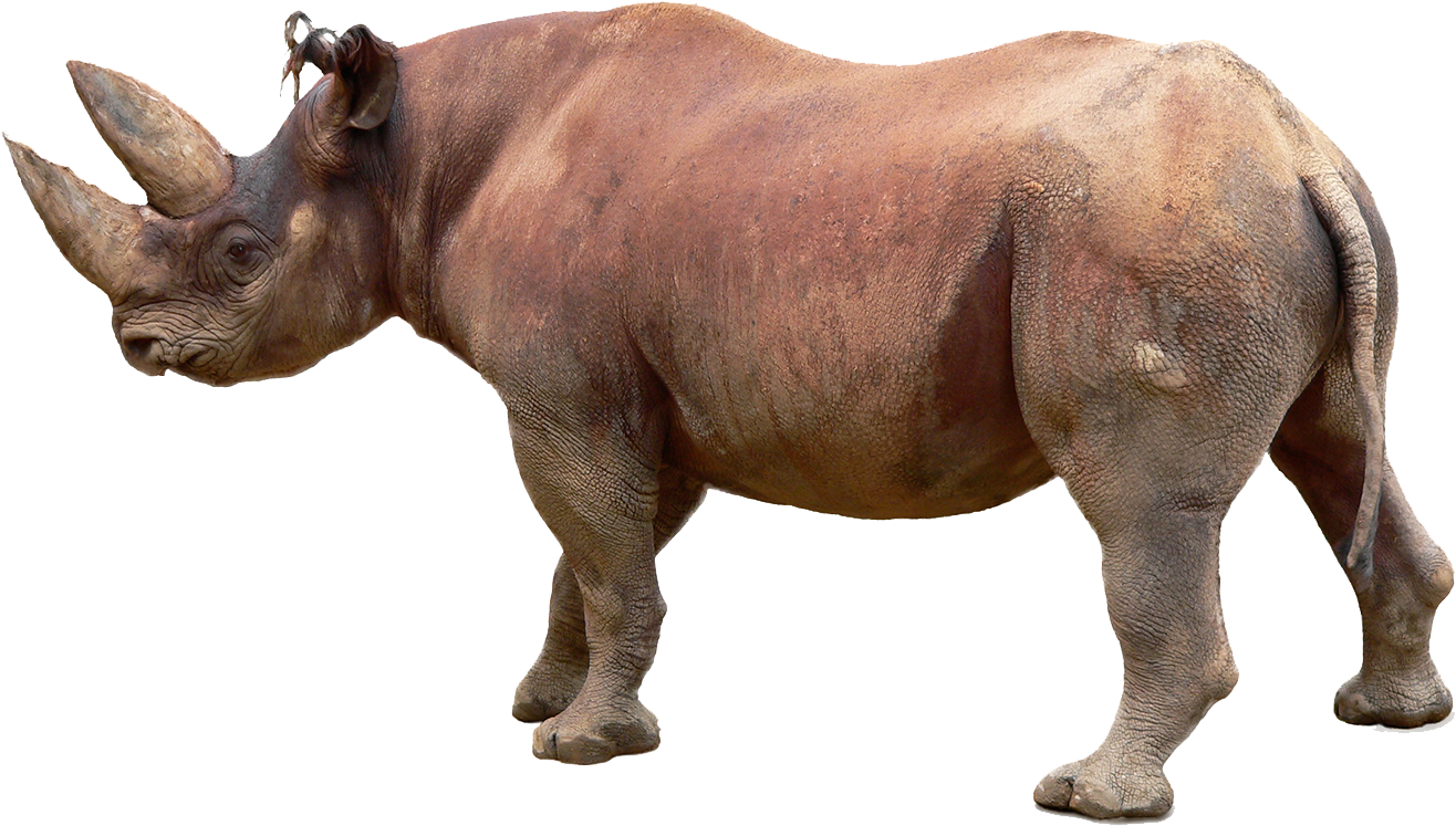 Congratulations! The PNG Image Has Been Downloaded (Rhino Png Image ...