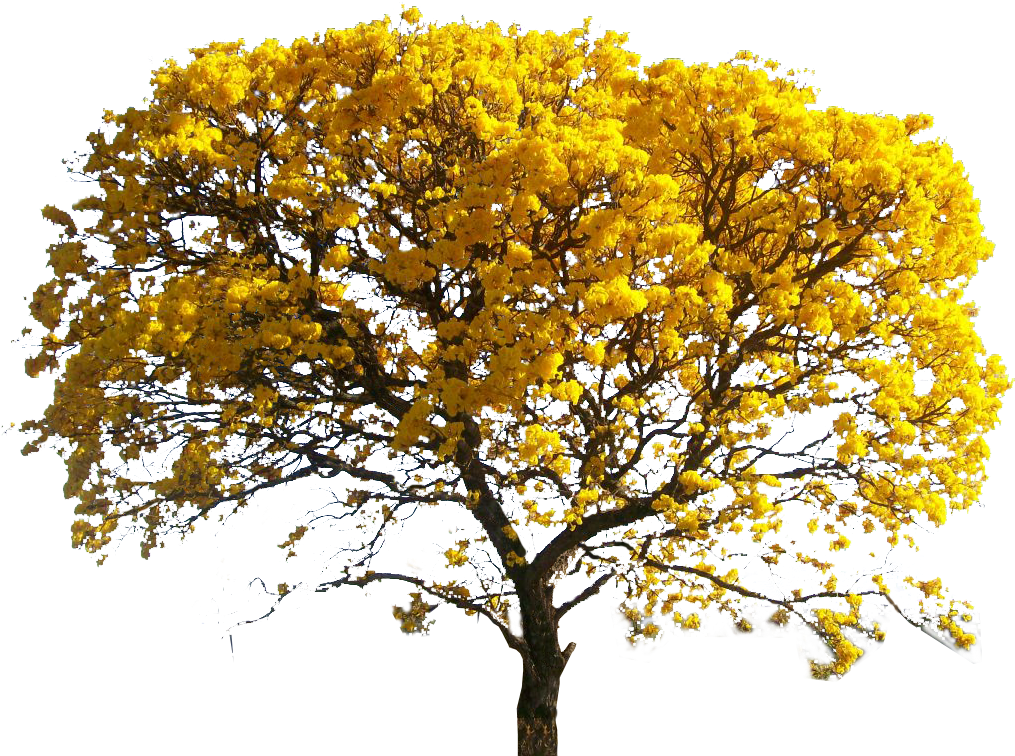 Congratulations! The PNG Image Has Been Downloaded (Yellow Leaves Tree ...