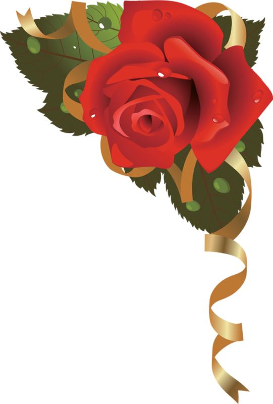 Congratulations! The PNG Image Has Been Downloaded (Transparent Rose ...