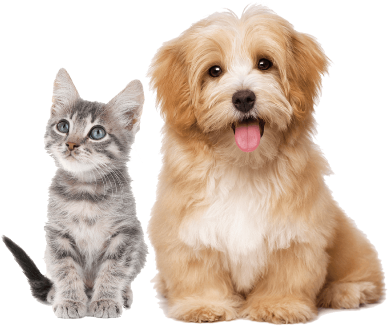 Congratulations! The PNG Image Has Been Downloaded (Transparent ...