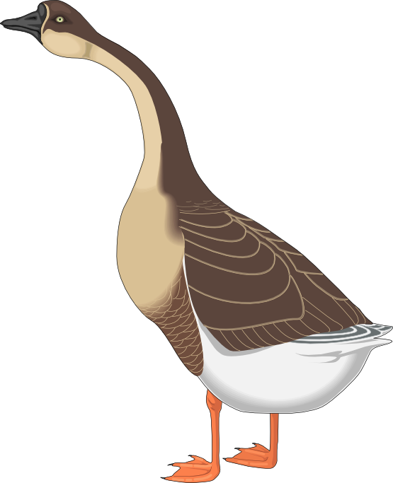 Congratulations! The PNG Image Has Been Downloaded (Transparent Geese ...