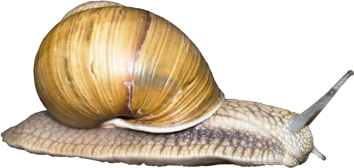 Congratulations! The PNG Image Has Been Downloaded (Transparent ...