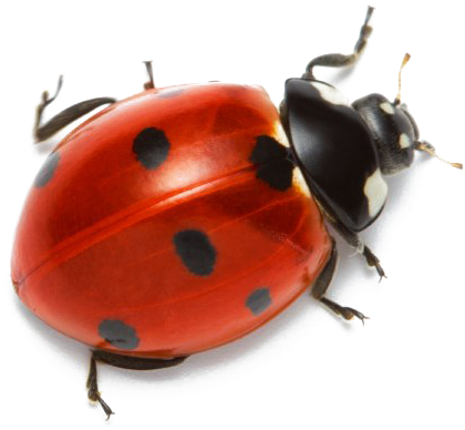 Congratulations! The PNG Image Has Been Downloaded (Real Ladybug ...