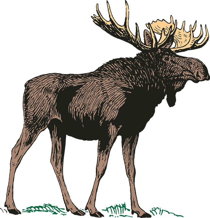 Congratulations! The PNG Image Has Been Downloaded (Moose Png ...