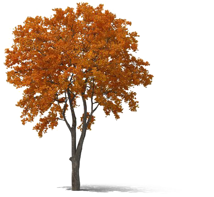 Congratulations! The PNG Image Has Been Downloaded (Fall Tree Png ...