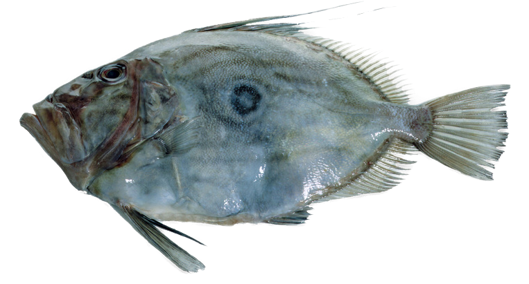 Congratulations! The PNG Image Has Been Downloaded (John Dory Icon ...