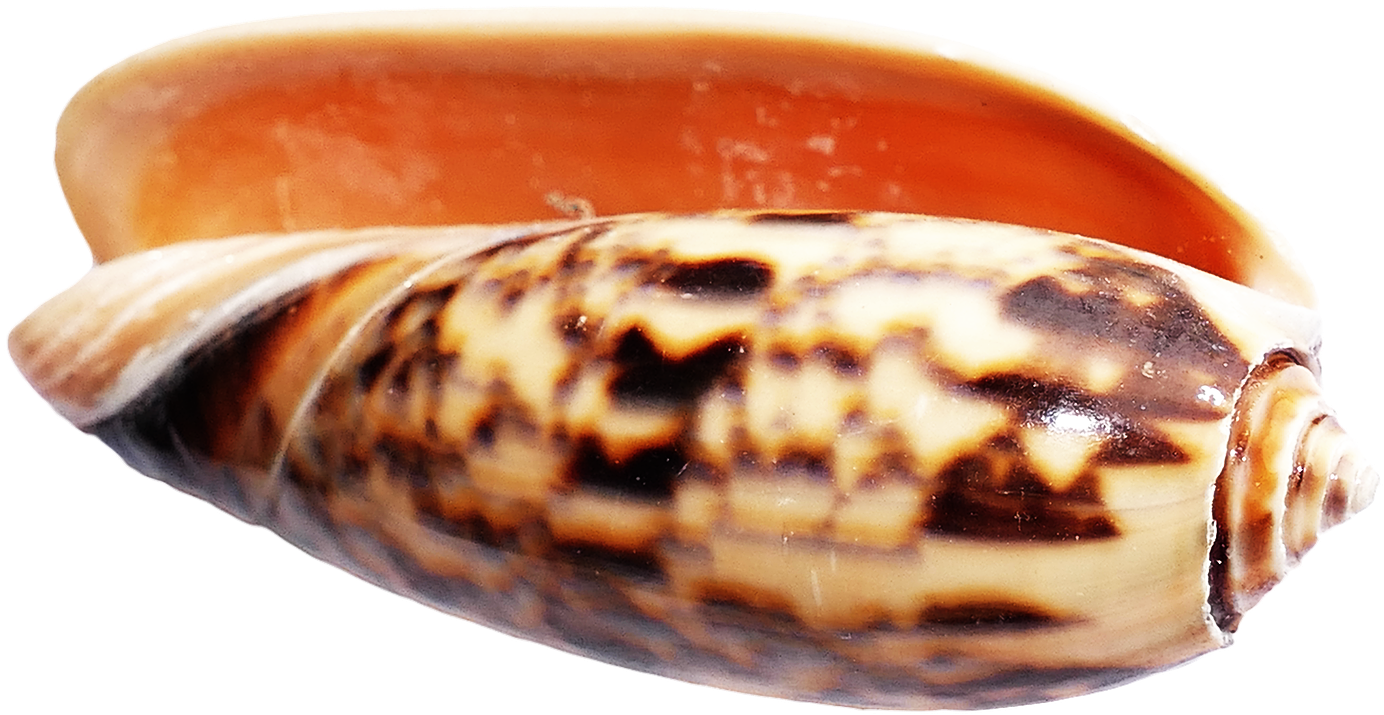Congratulations! The PNG Image Has Been Downloaded (Cone Snail Shell No ...
