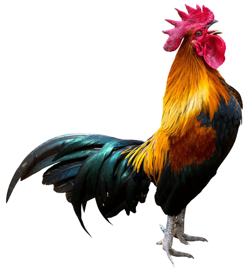 Congratulations! The PNG Image Has Been Downloaded (Rooster Transparent ...