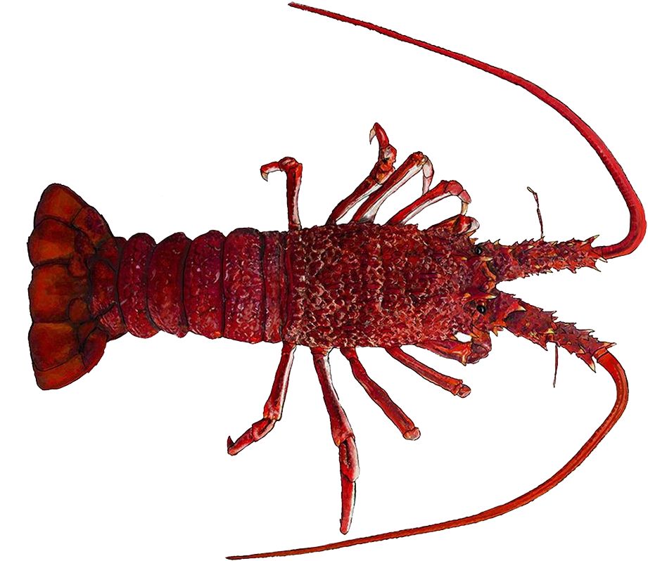 Congratulations! The PNG Image Has Been Downloaded (Lobster Png Free ...