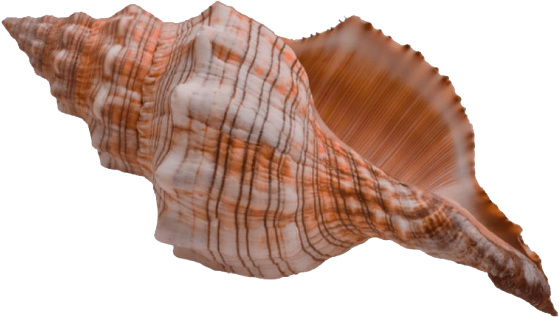Congratulations! The PNG Image Has Been Downloaded (Conch Shell Png ...