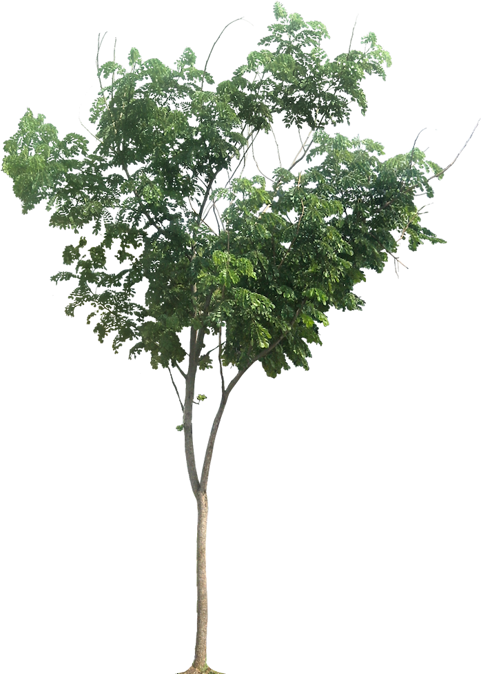 Congratulations! The PNG Image Has Been Downloaded (Small Tree Png ...