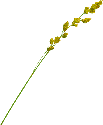 Congratulations! The PNG Image Has Been Downloaded (Straw Png ...