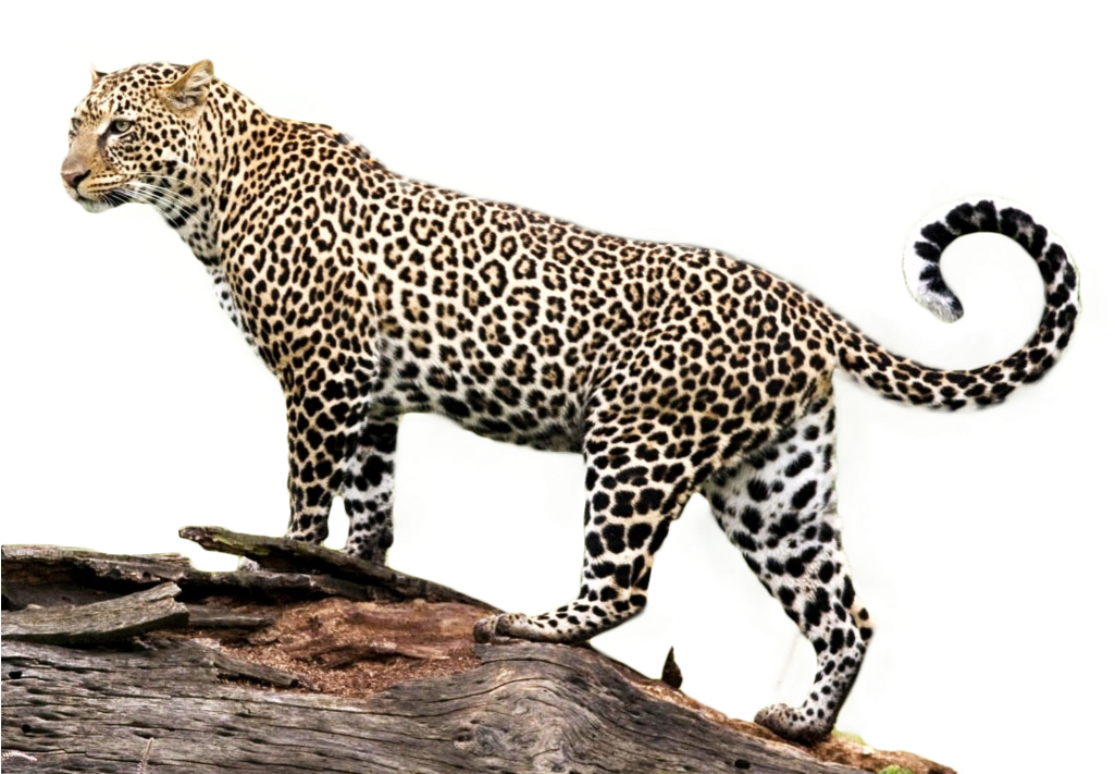 Congratulations! The PNG Image Has Been Downloaded (African-leopard ...