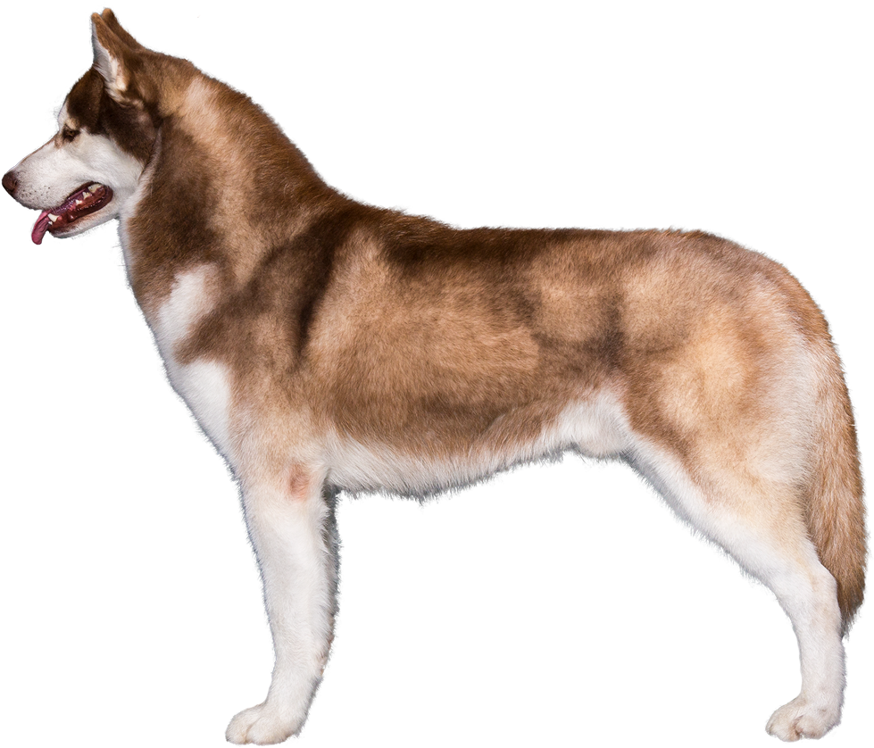 Congratulations! The PNG Image Has Been Downloaded (Akc Siberian Husky ...