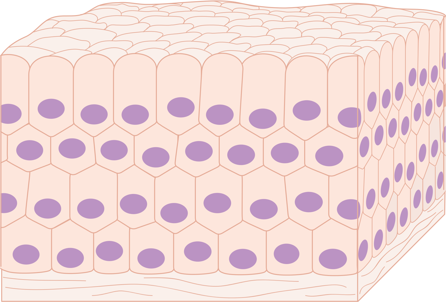 Congratulations! The PNG Image Has Been Downloaded (Tissue Png Page ...