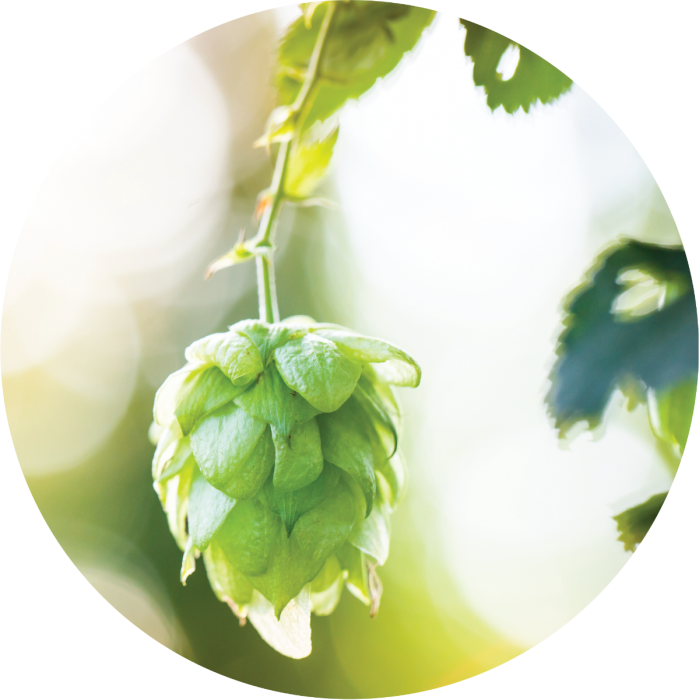 Congratulations! The PNG Image Has Been Downloaded (Transparent Hops ...