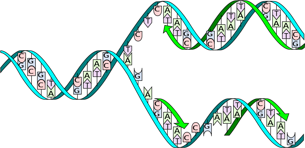 Congratulations! The PNG Image Has Been Downloaded (Complementary Base ...