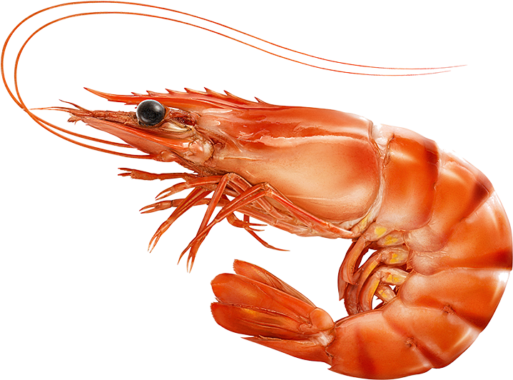Congratulations! The PNG Image Has Been Downloaded (Red Cooked Prawn Or ...