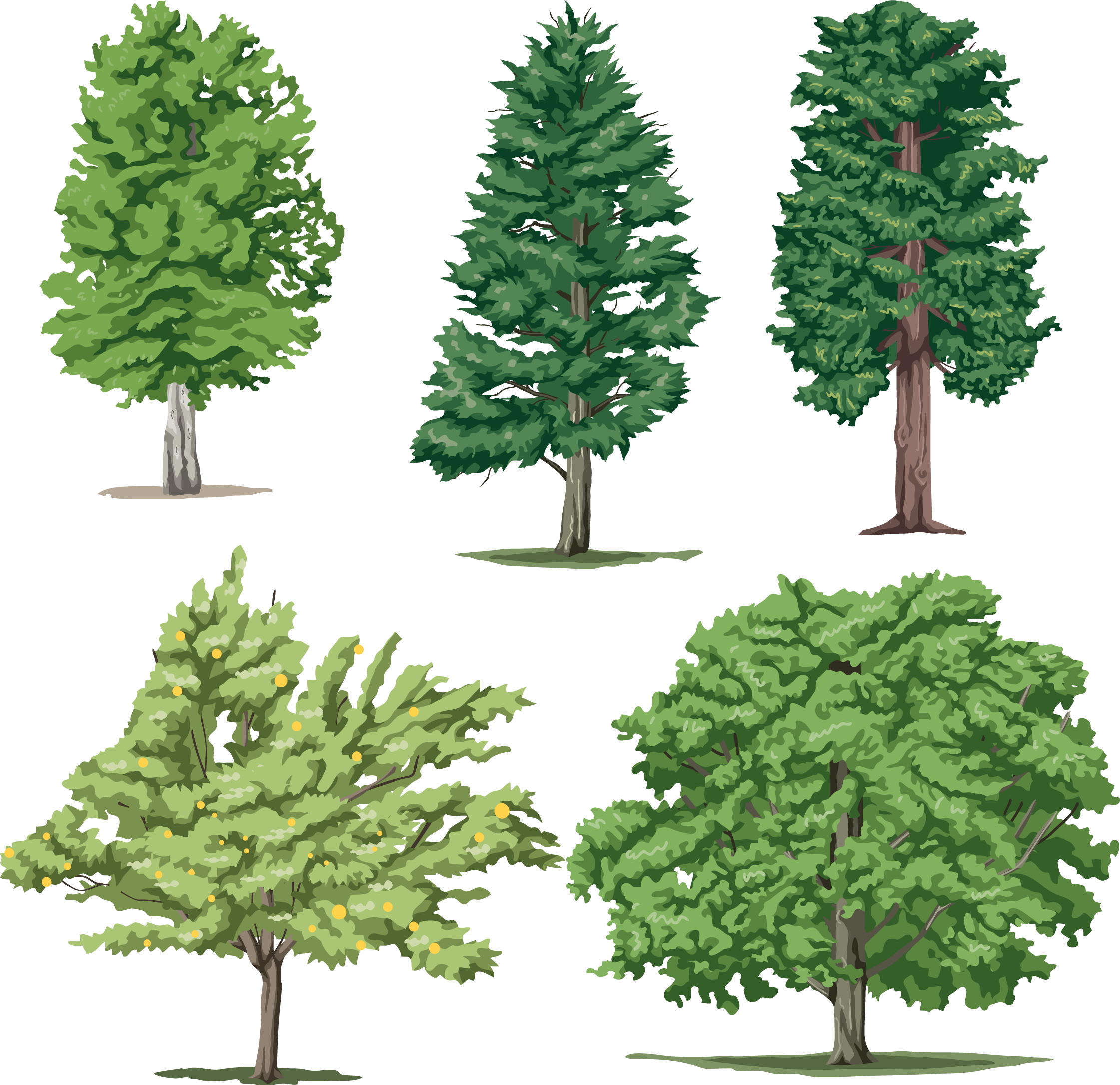 Congratulations! The PNG Image Has Been Downloaded (Shortleaf Black ...