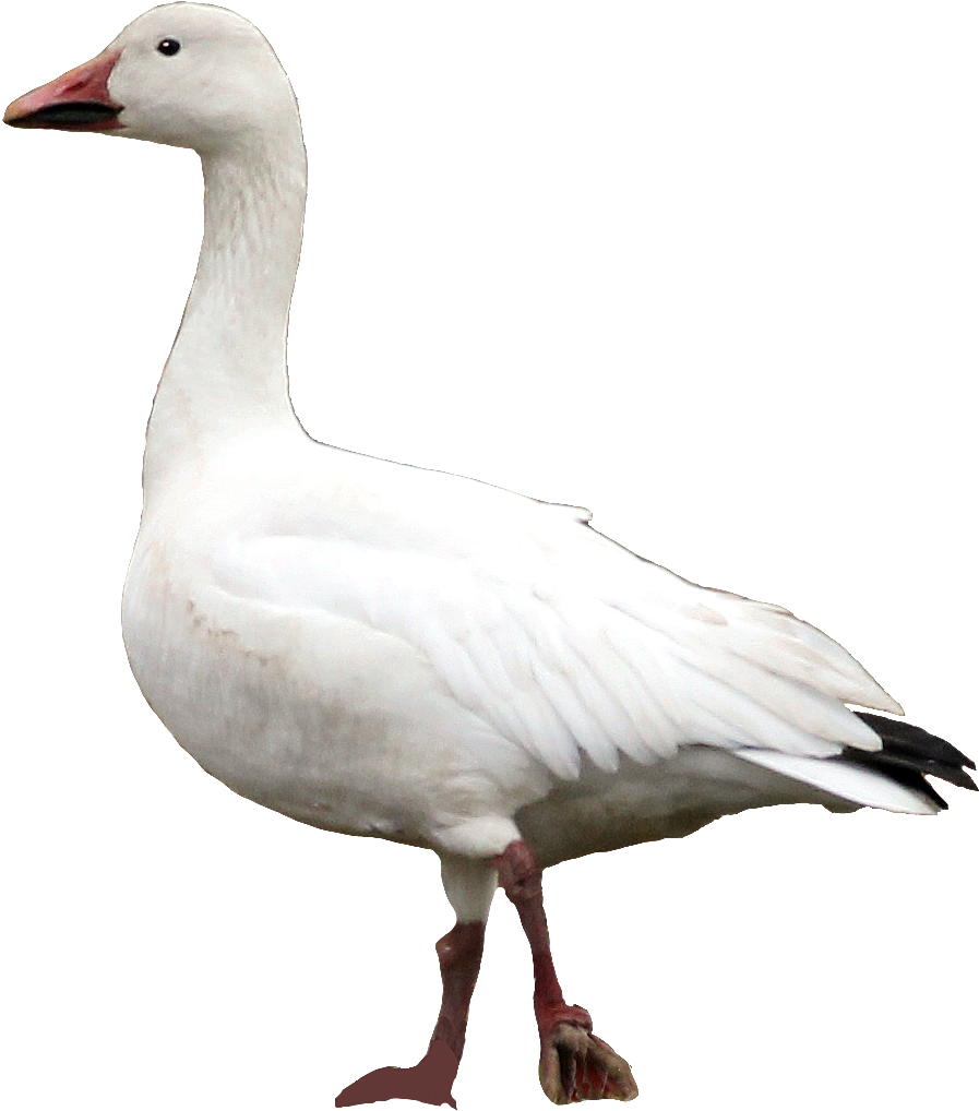 Congratulations! The PNG Image Has Been Downloaded (Goose Png - Snow ...