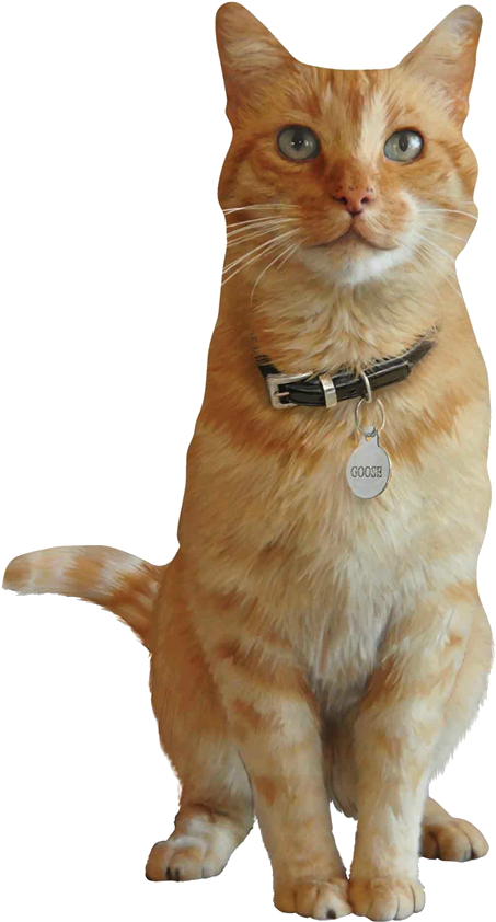 Congratulations! The PNG Image Has Been Downloaded (Goose-mcu - Goose ...