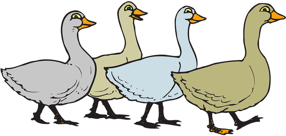 Congratulations! The PNG Image Has Been Downloaded (Goose Transparent ...